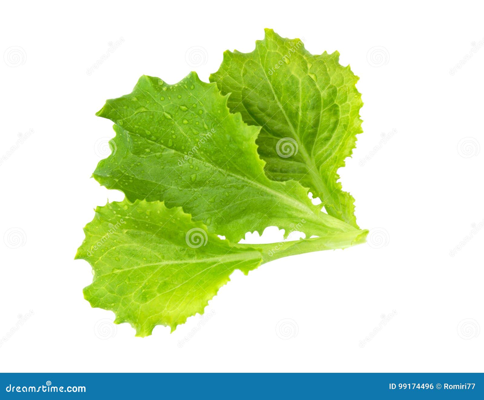 Lettuce. Salad Leaf. Fresh Green Lettuce Leaves. Stock Photo - Image of ...