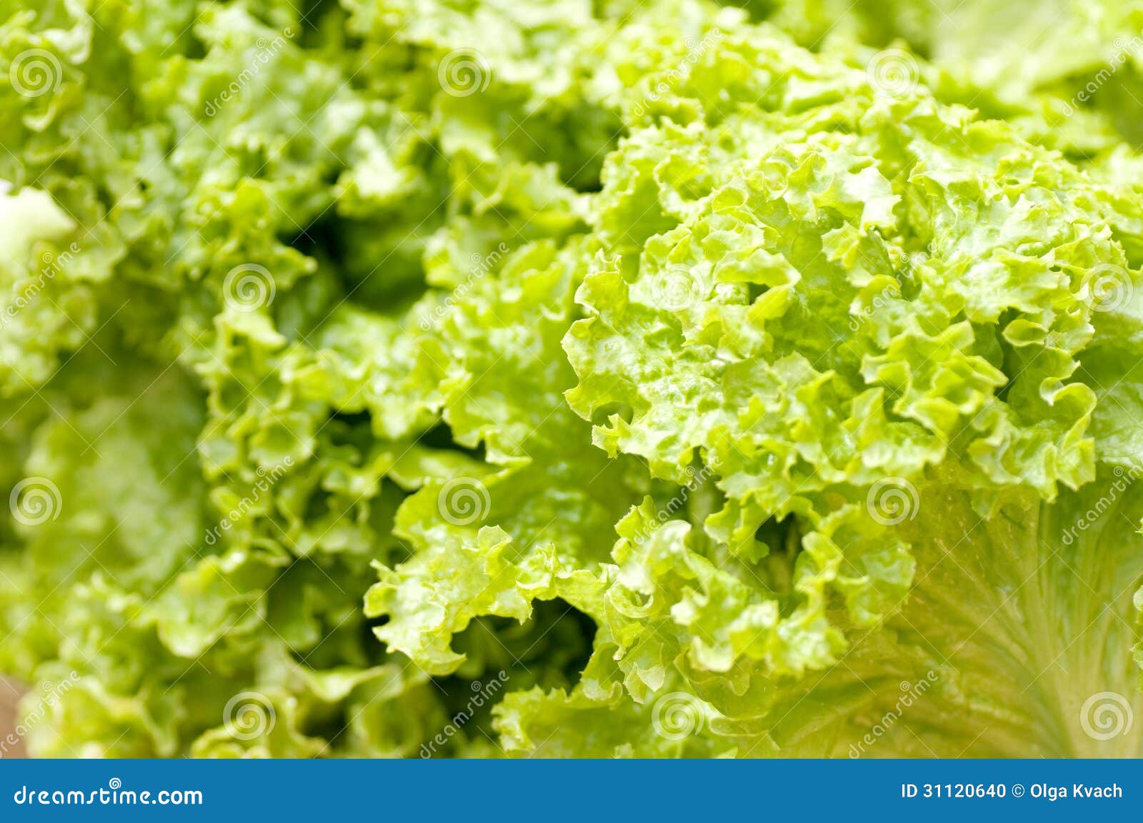 Lettuce salad stock photo. Image of salad, leaf, nature - 31120640