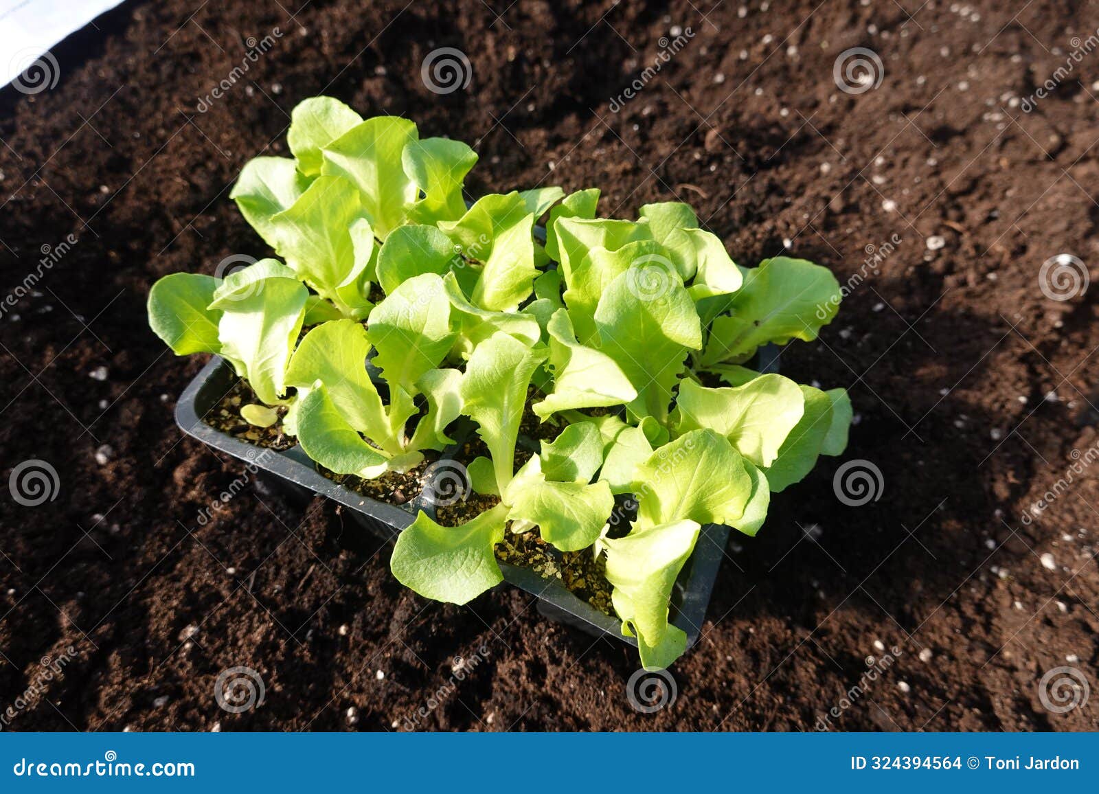 Lettuce Seedbed Ready for Transplanting in the Vegetable Garden Stock ...
