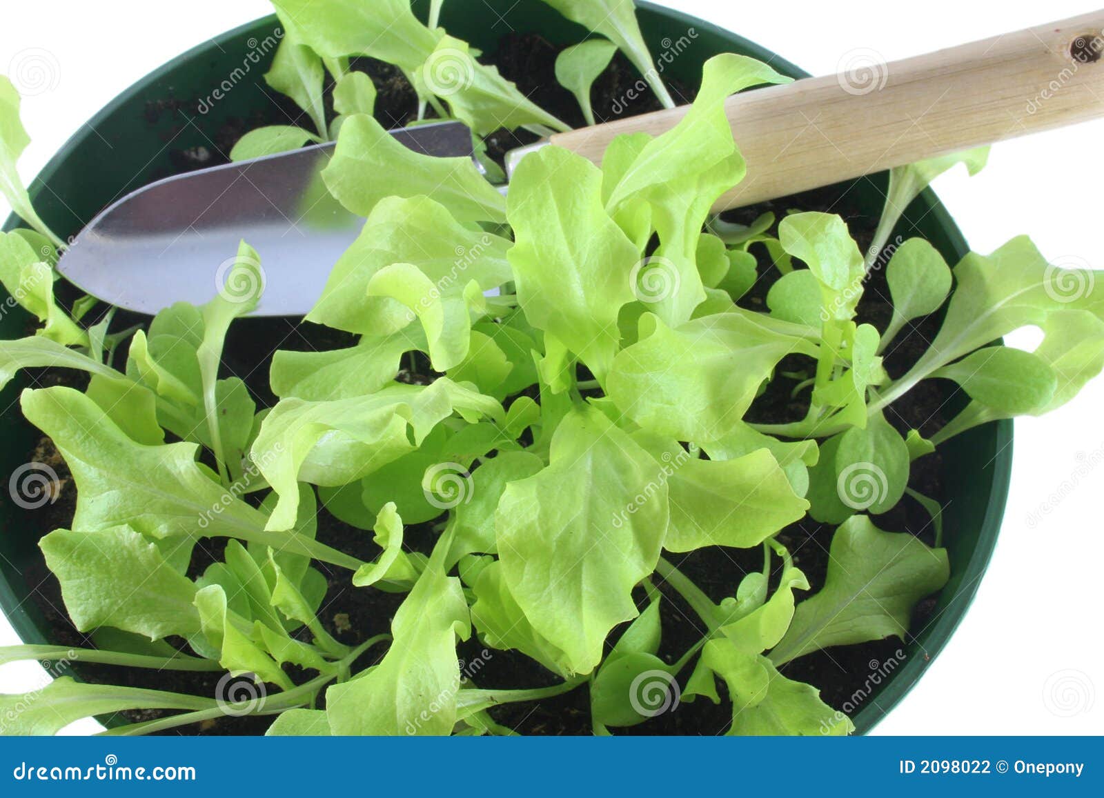 Lettuce Seedlings stock photo. Image of planting, claw - 2098022