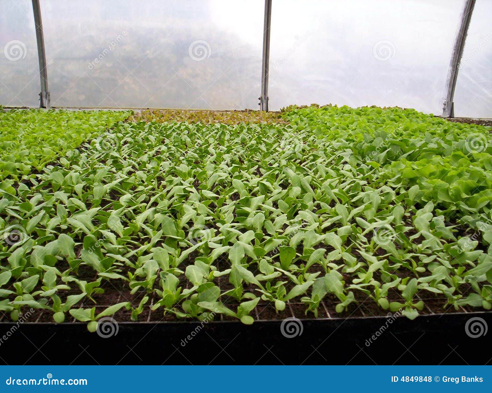 Lettuce seedlings stock photo. Image of bridgewater, cultivating - 4849848