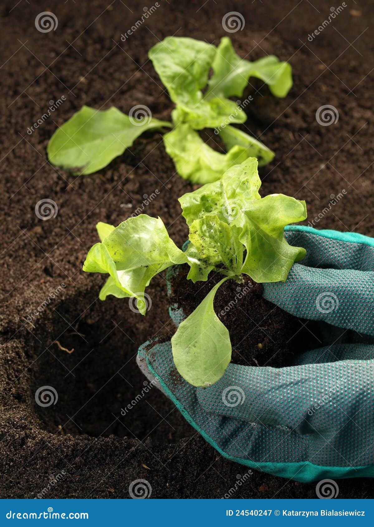 Lettuce seedlings, closeup stock image. Image of nature - 24540247