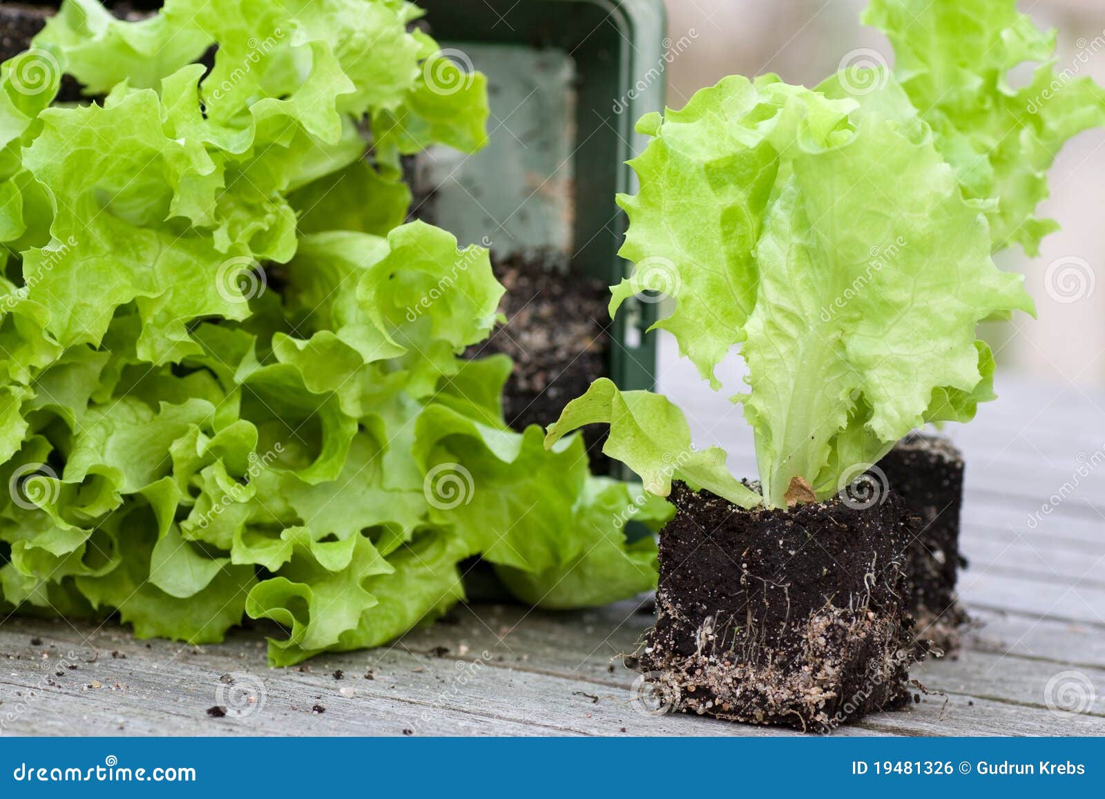 Lettuce Seedlings with Earth Stock Photo - Image of organic, salad ...