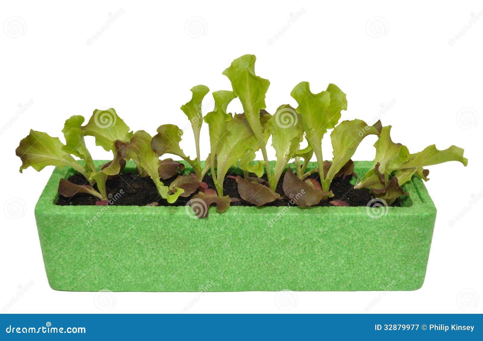 Polystyrene Planter Photos - Free & Royalty-Free Stock Photos from ...