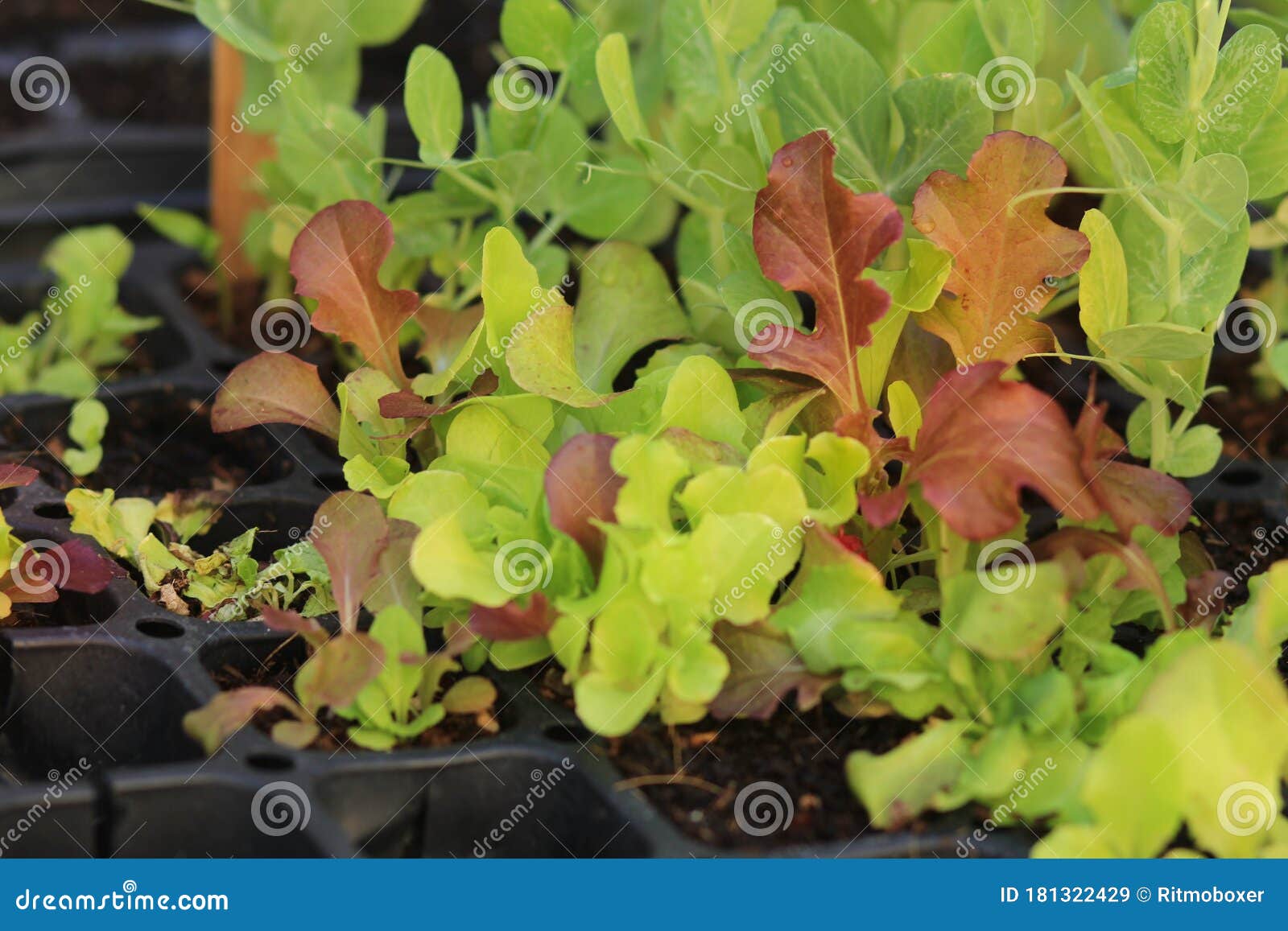 Lettuce Seedlings Maturing in Plastic Containers Stock Image - Image of ...