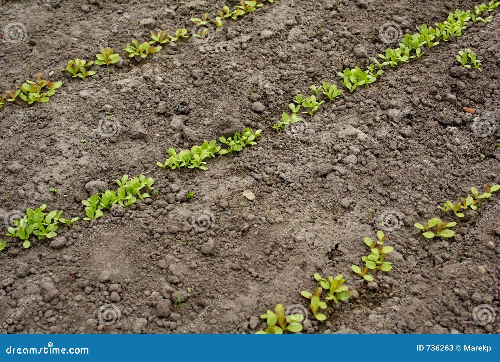 Lettuce seedlings in rows stock image. Image of leaf, hobby - 736263