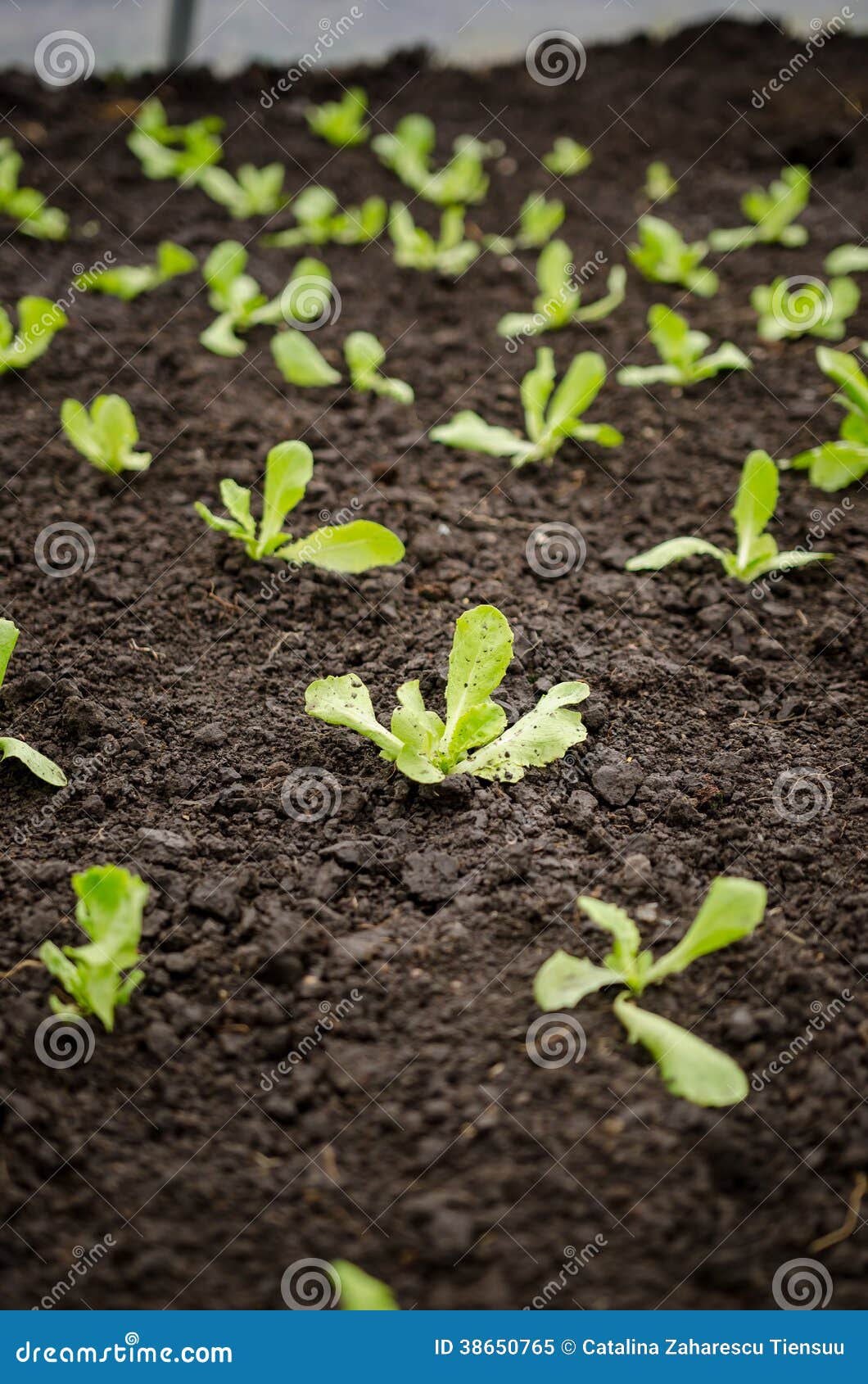 Lettuce seedlings rows stock image. Image of ingredient - 38650765
