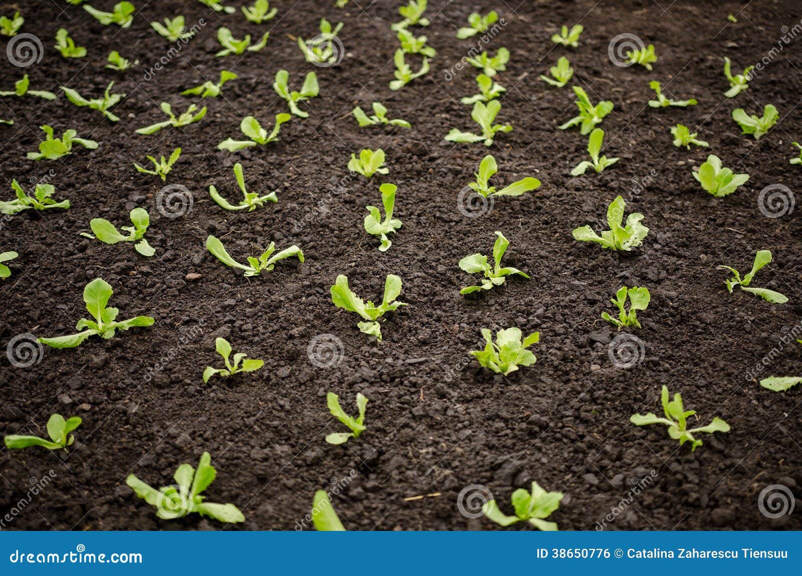Lettuce seedlings stock photo. Image of young, ingredient - 38650776