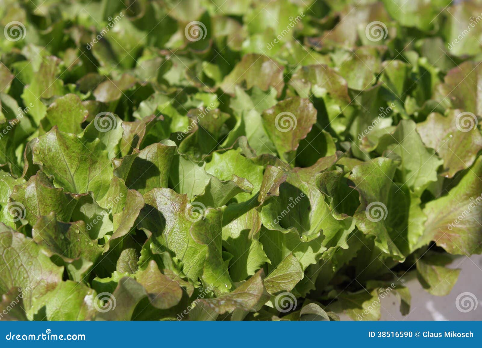 Lettuce stock photo. Image of vegetables, natural, small - 38516590