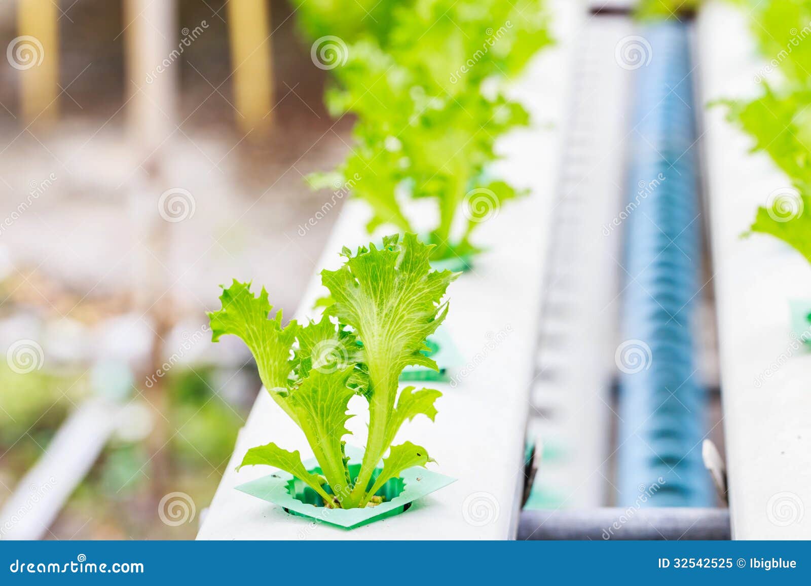 Lettuce Sprout on Vegetable Plot Stock Image - Image of farm, farming ...