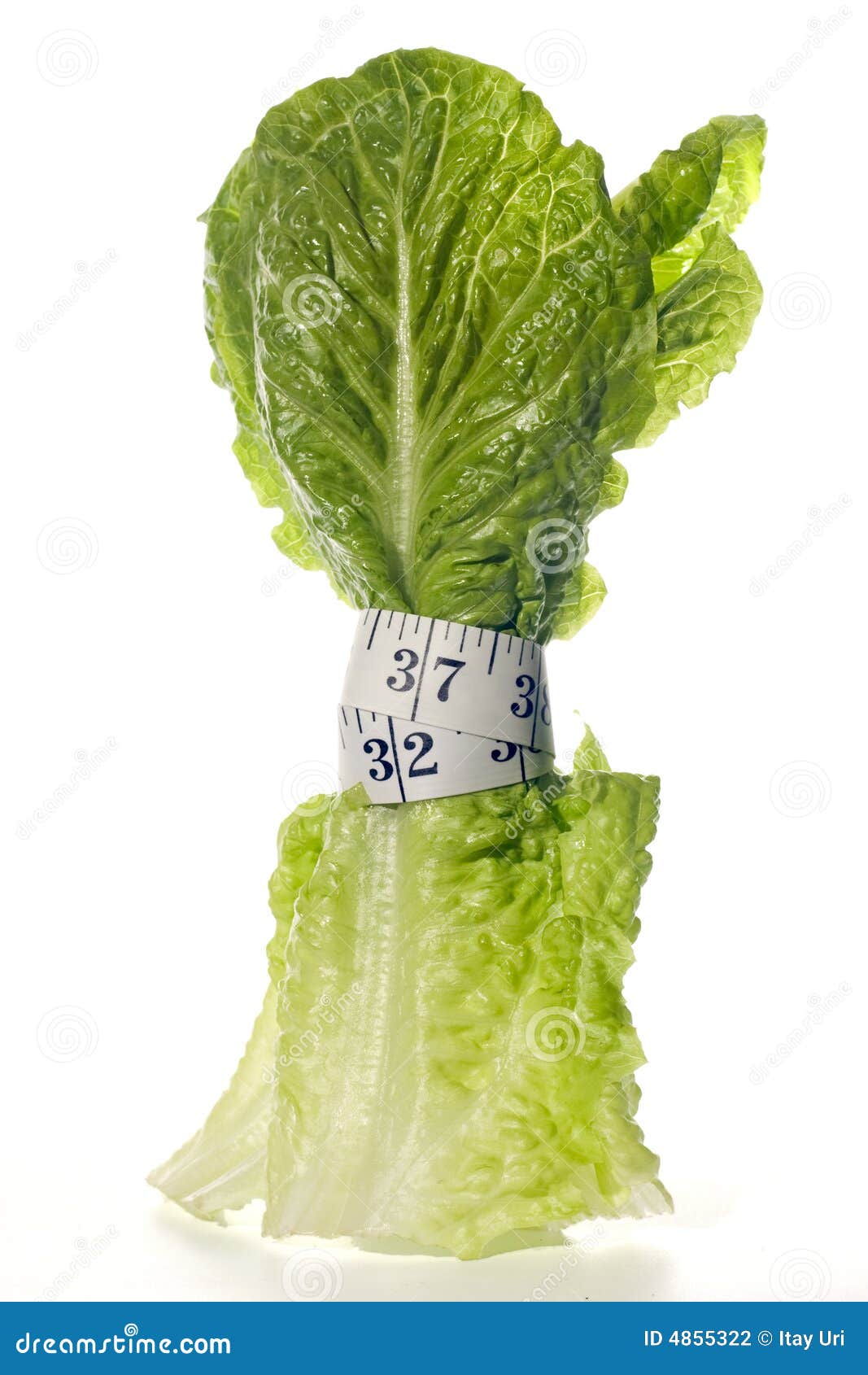 Lettuce with Tape Measure Around it Stock Photo - Image of greens ...