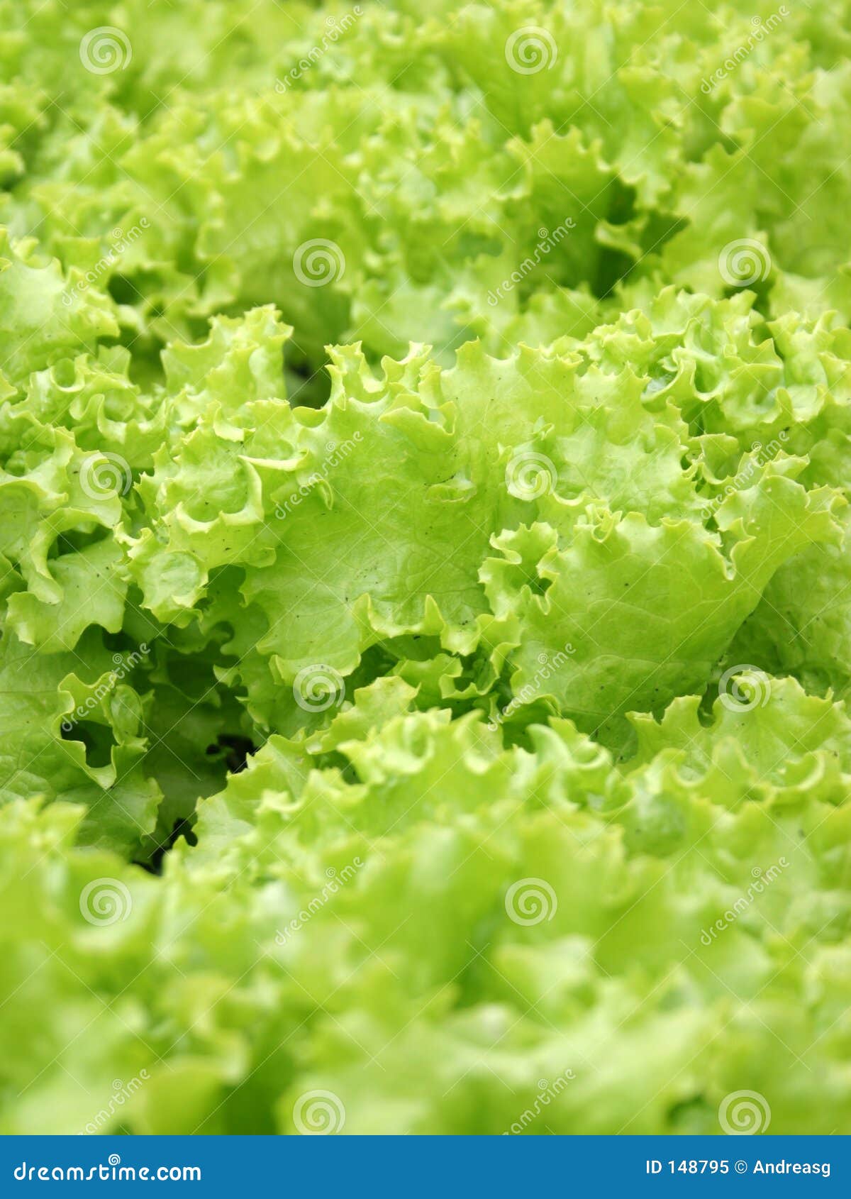 Lettuce texture stock image. Image of salad, living, green - 148795