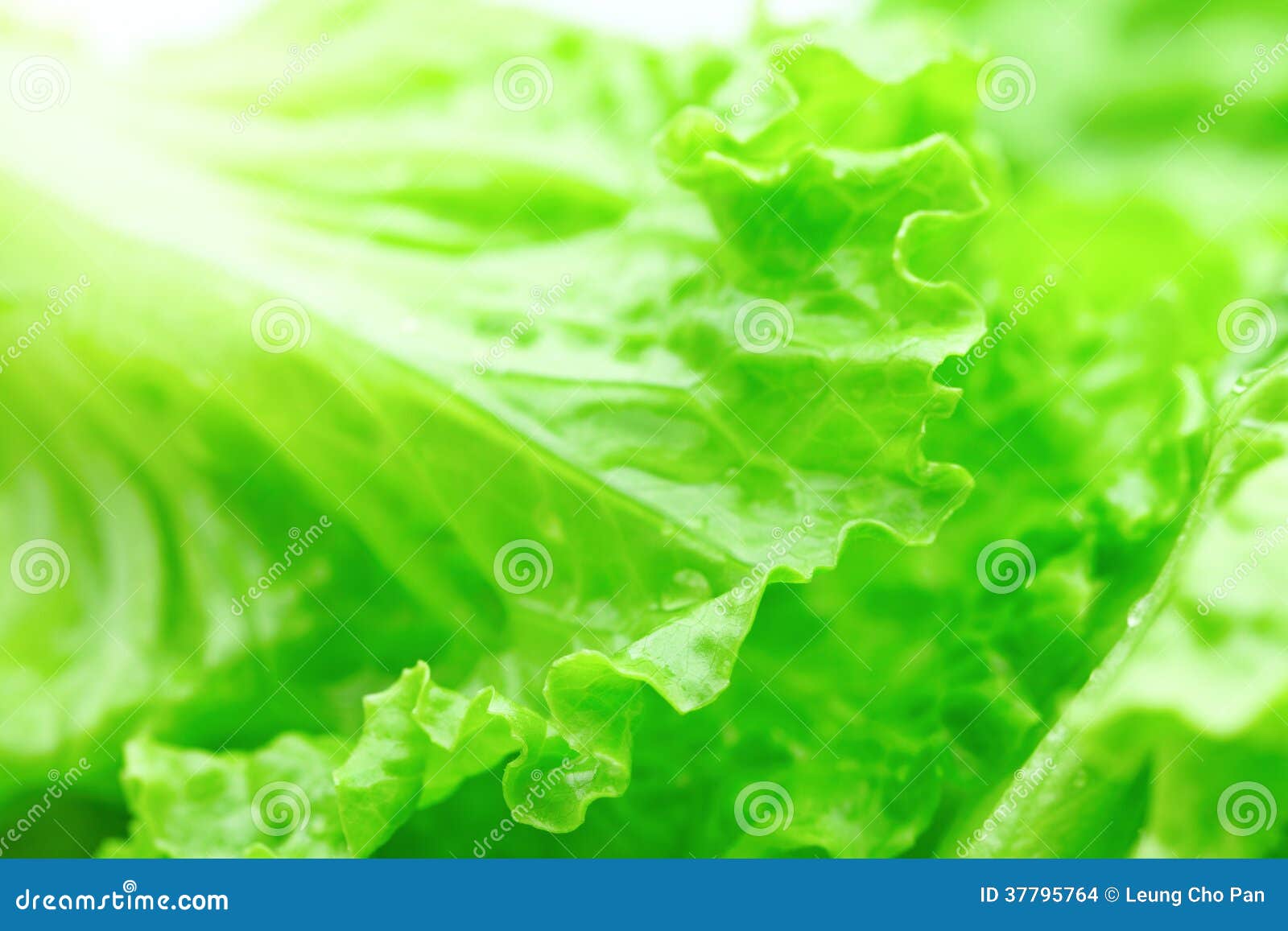 Lettuce texture stock photo. Image of organic, salad - 37795764