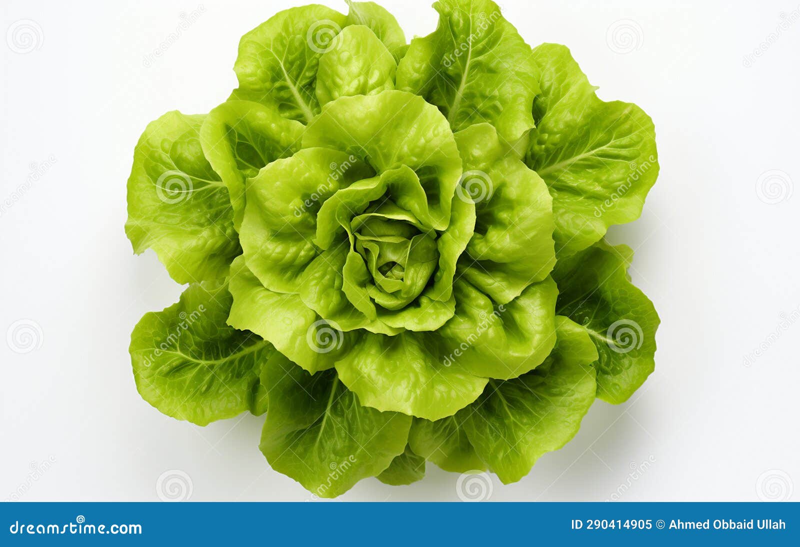 Lettuce Top View on a White Background . Generative by Ai Stock Image ...
