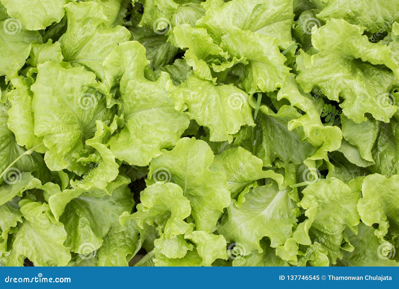 Lettuce tree stock image. Image of freshness, texture - 137746545