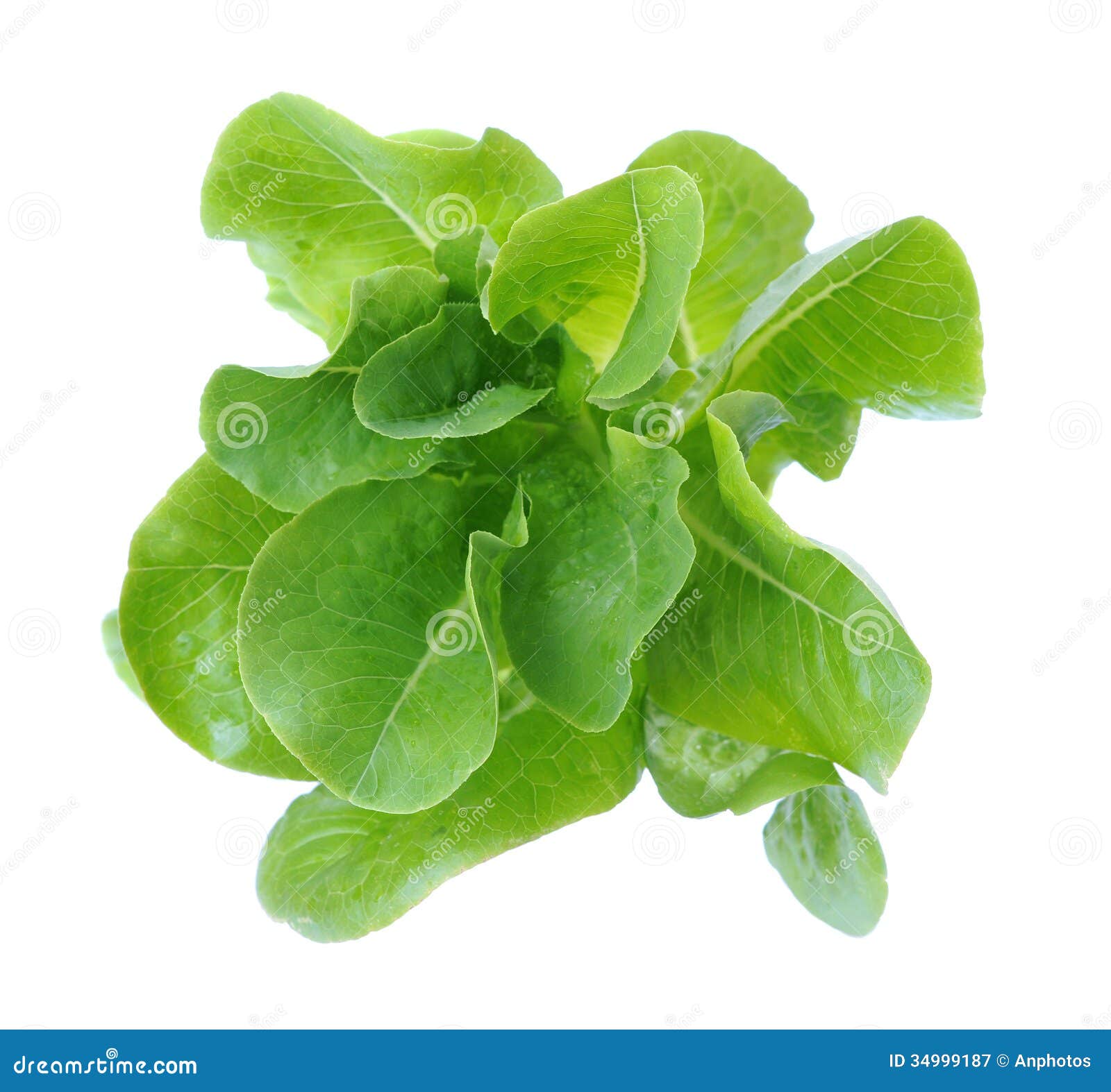 Lettuce tree stock image. Image of fresh, lifestyle, ingredient - 34999187