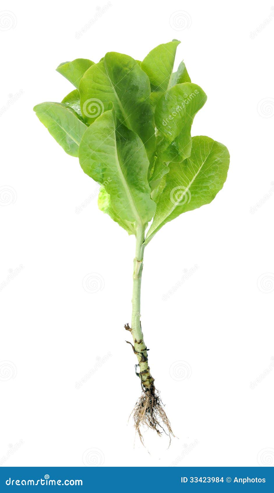 Lettuce trees stock photo. Image of detail, leaf, crop - 33423984