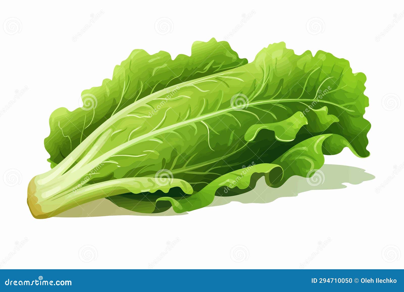 Lettuce Vector Flat Minimalistic Isolated Vector Style Illustration ...