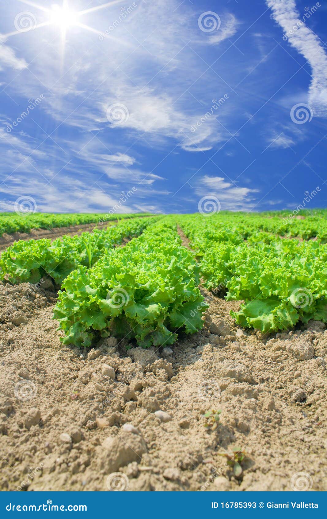Vegetable Field With Blue Sky At Kundasang, Sabah, East Malaysia ...