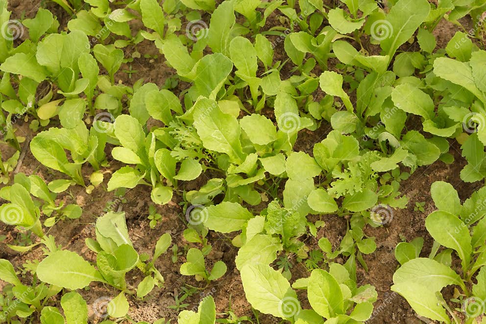 Lettuce in vegetable plot stock image. Image of lettuce - 47380427