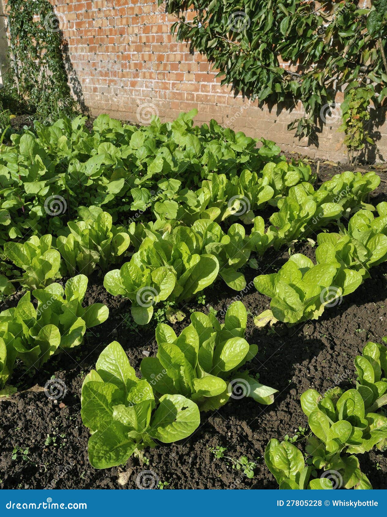 Lettuce in walled garden stock photo. Image of britain - 27805228