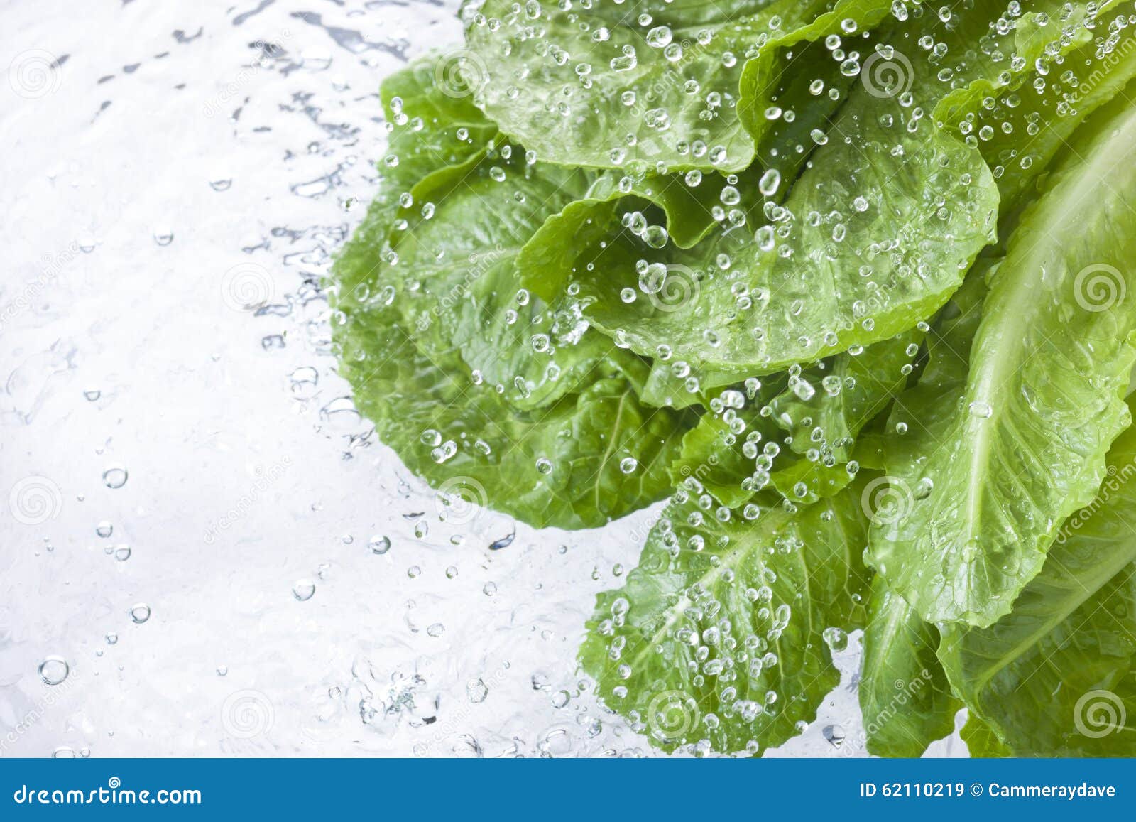 Washing Lettuce Leafy Water Spray Drops Stock Image - Image of romaine, leafy: 62110219