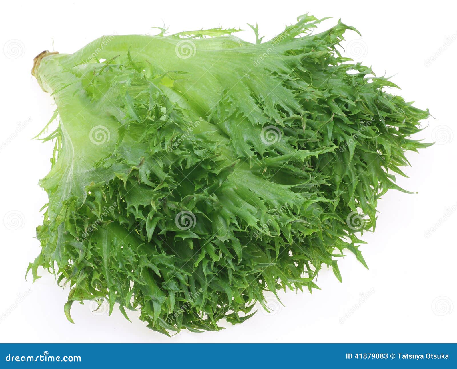 Edged Lettuce Photos - Free & Royalty-Free Stock Photos from Dreamstime