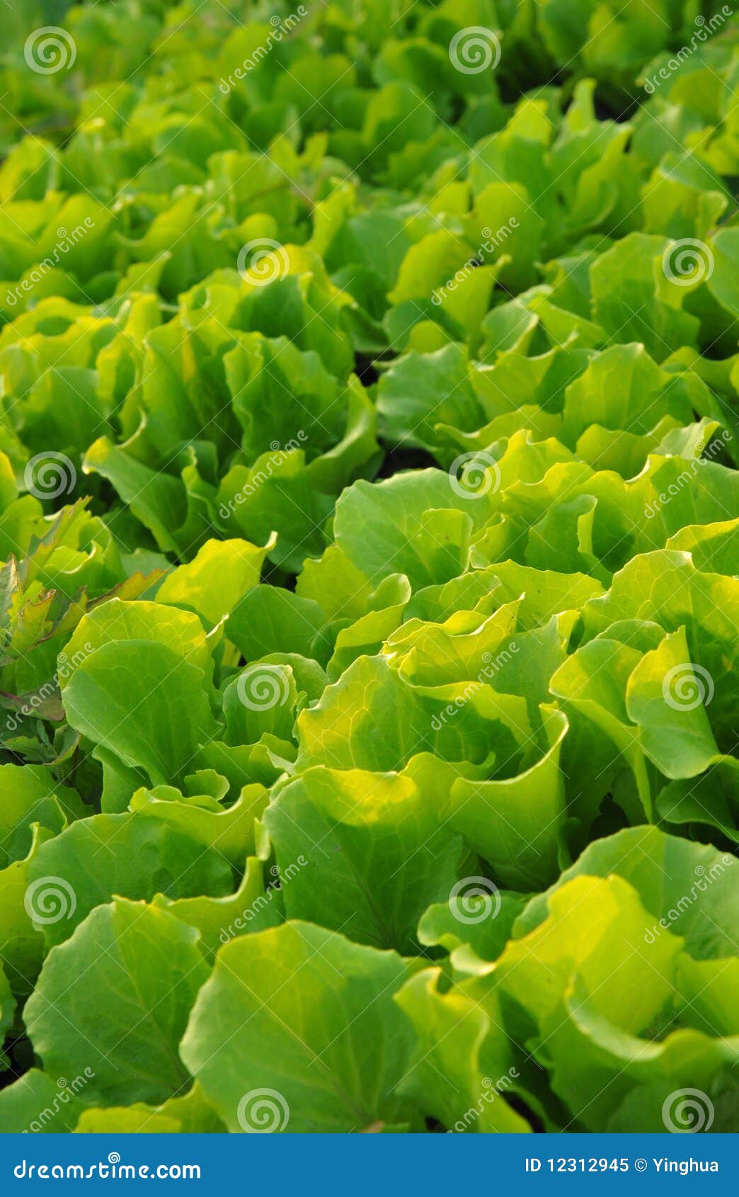 Lettuces stock image. Image of fresh, health, leaf, diet - 12312945