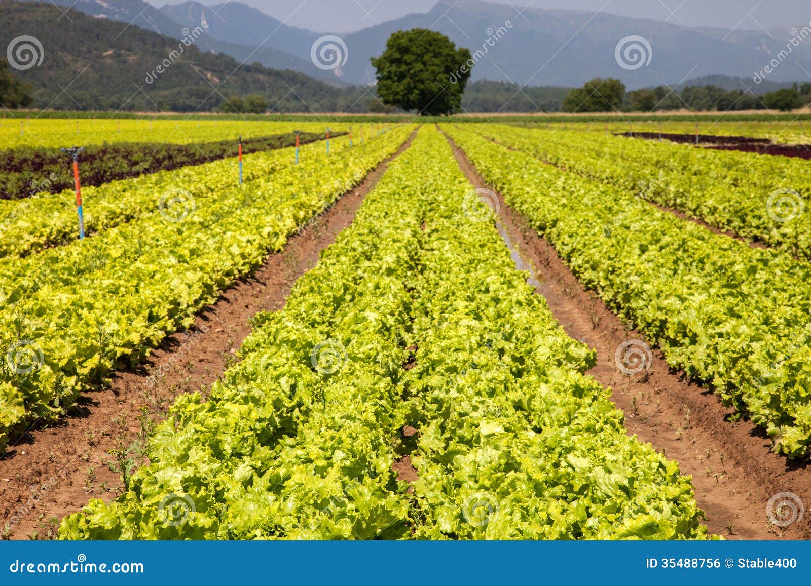 Lettuces breeding ground stock photo. Image of meadow - 35488756