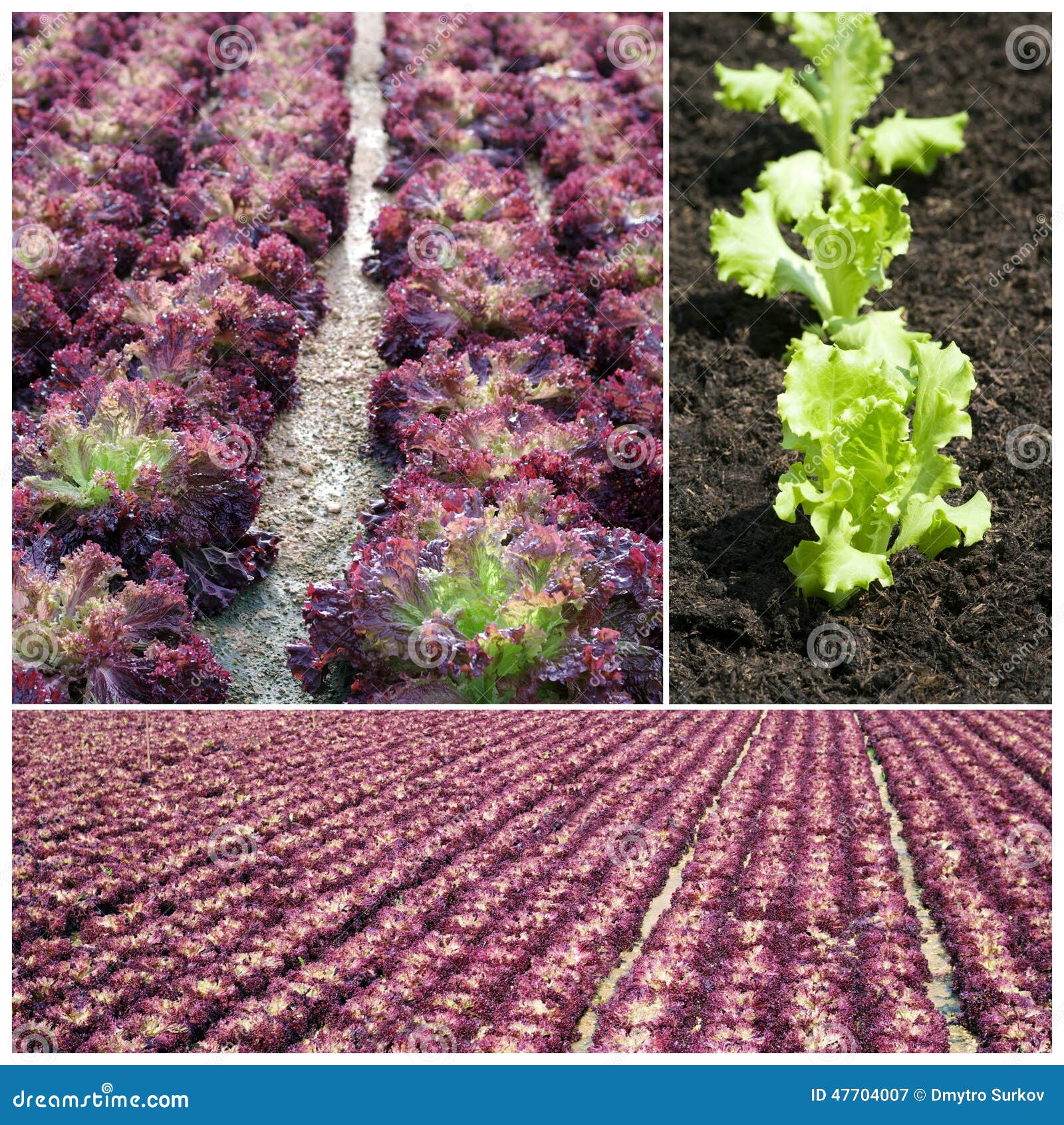Lettuces in the field stock image. Image of food, grow - 47704007