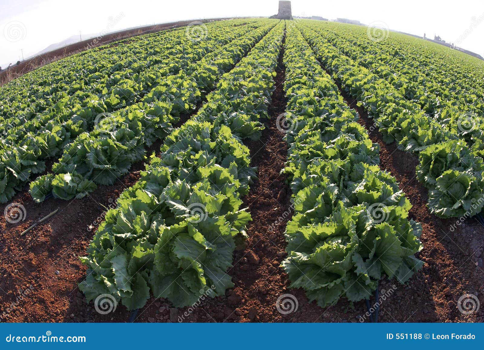 Letuce stock photo. Image of farm, field, farming, rows - 551188