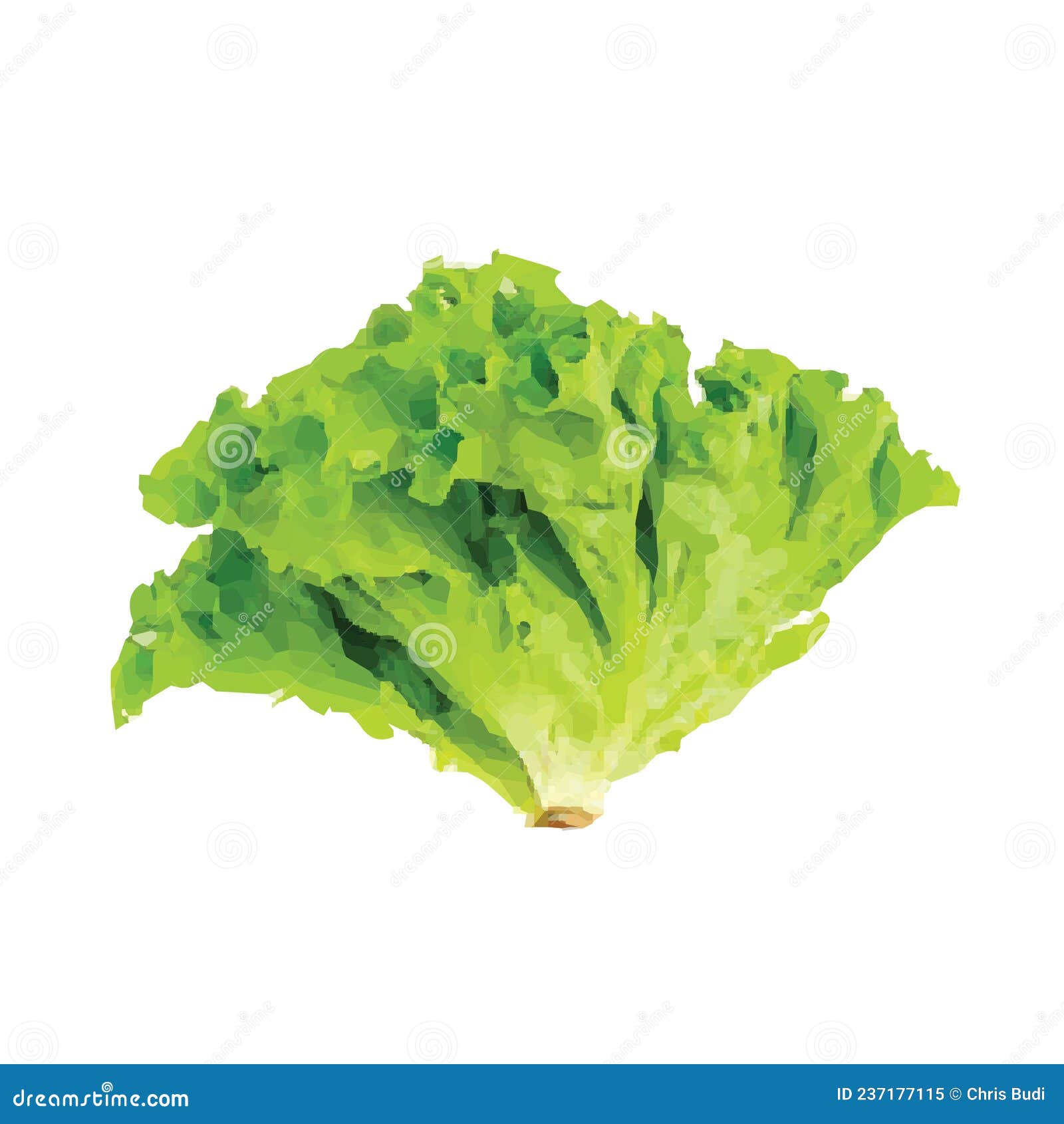 Letuce Vegetable Drawing Illustration Art Vector Stock Illustration ...