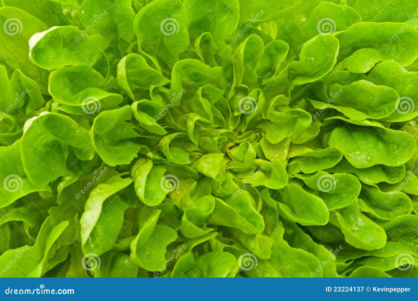 Letuce flower stock image. Image of lettuce, sweet, goodness - 23224137