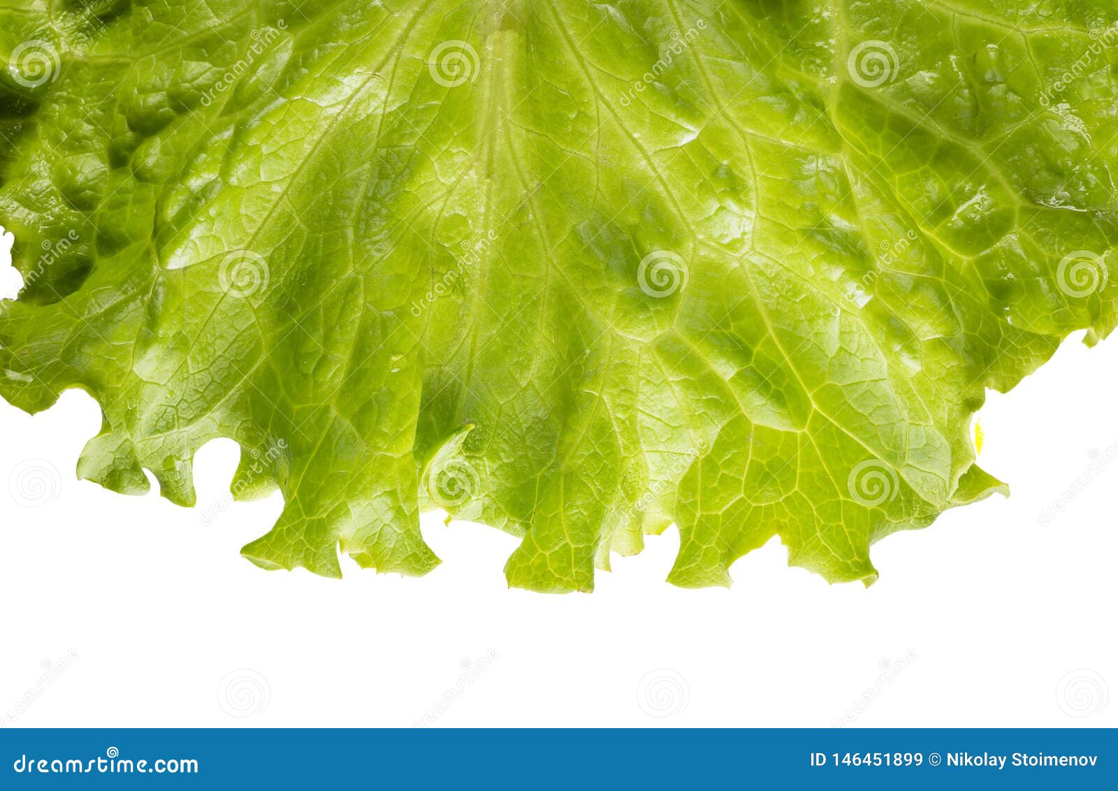 Letuce Leaf Extreme Macro Background Stock Image - Image of garden ...