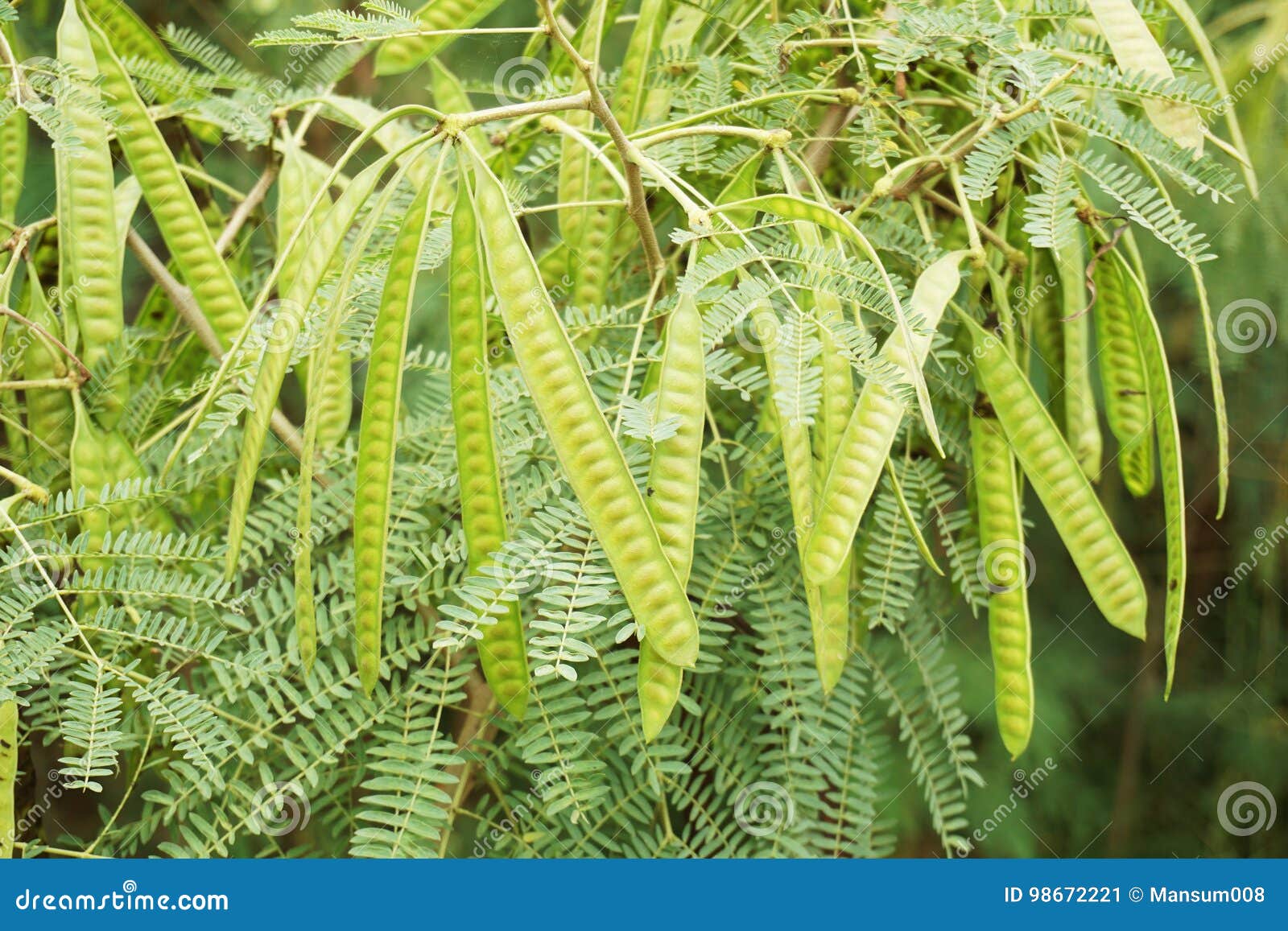 Leucaena glauca tree stock image. Image of foliage, tree - 98672221