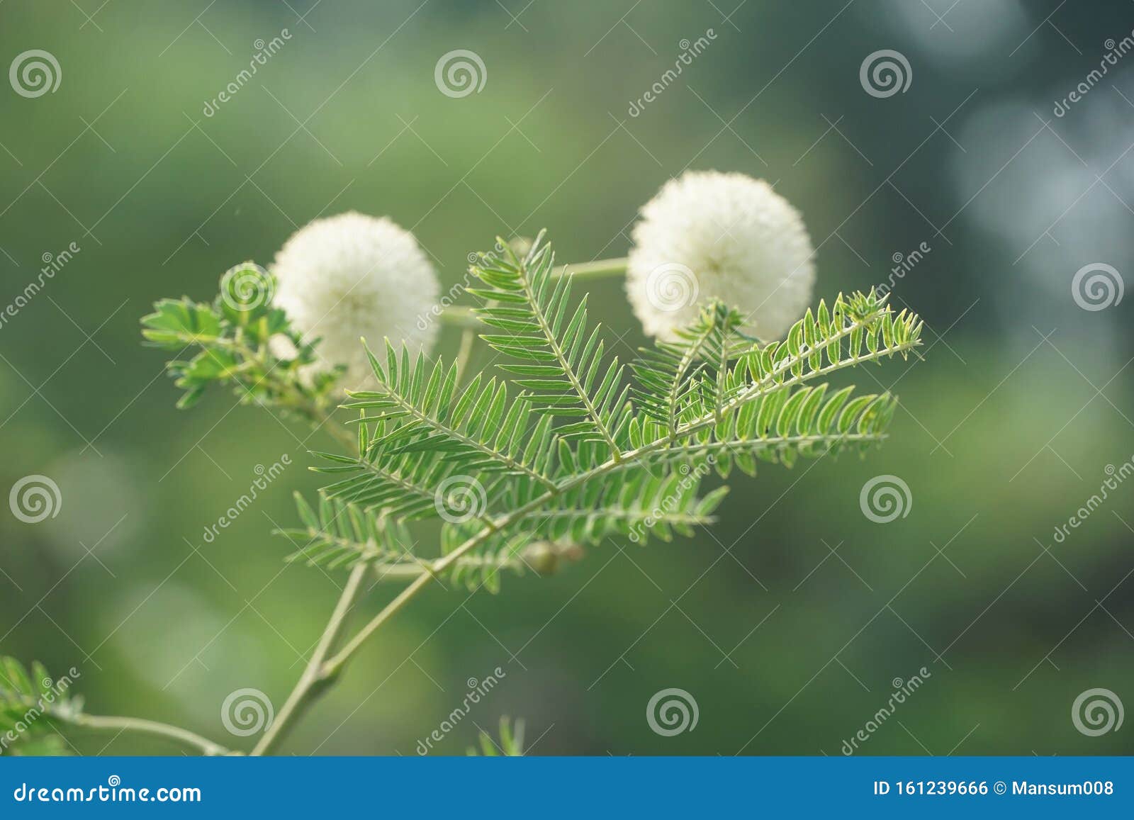 Leucaena Glauca Tree in Nature Garden Stock Photo - Image of flora ...