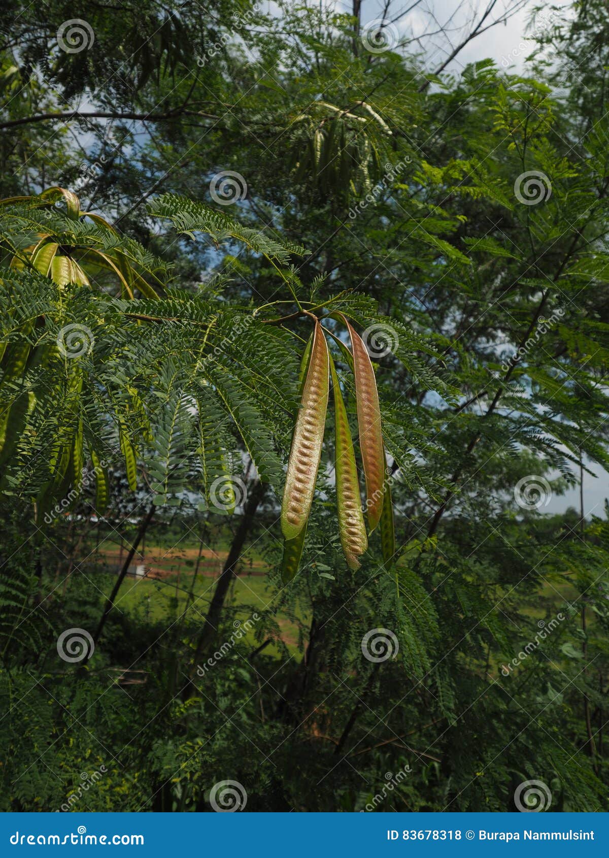 Leucaena Leucocephala foto de stock. Imagem de isolado - 83678318
