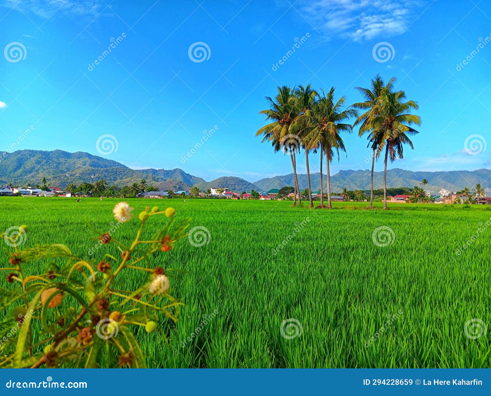 Leucaena Leucocephala in the Edge of Rice Field Stock Image - Image of ...