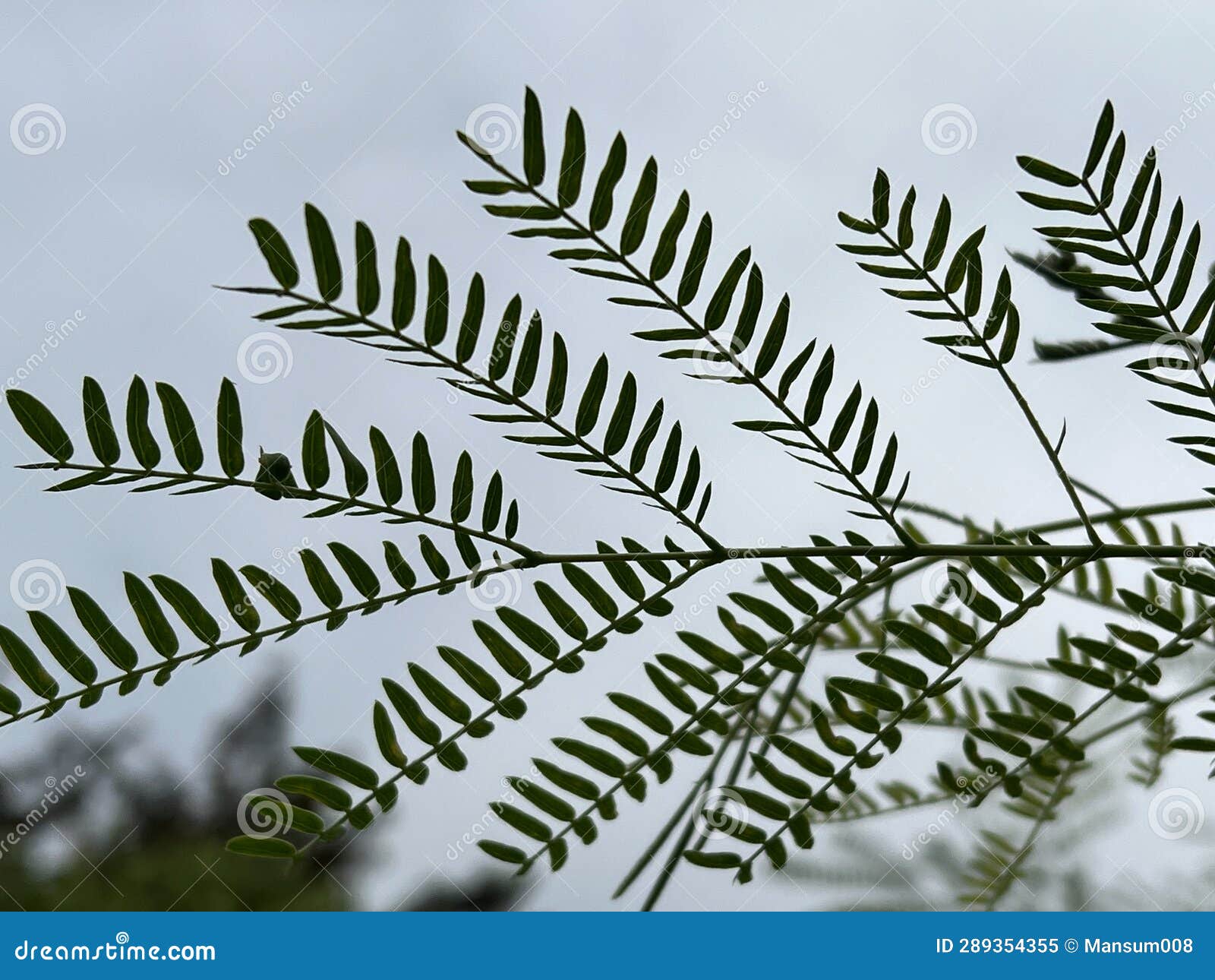 Leucaena Leucocephala Leaf in Nature Garden Stock Image - Image of ...