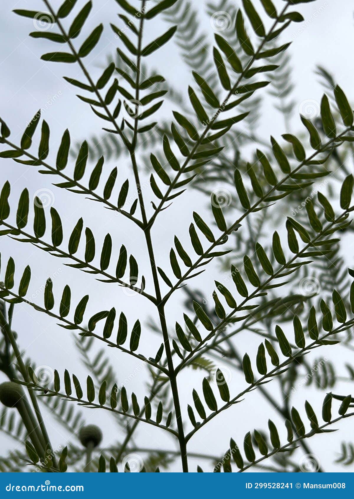 Leucaena Leucocephala Leaf in Nature Garden Stock Image - Image of ...