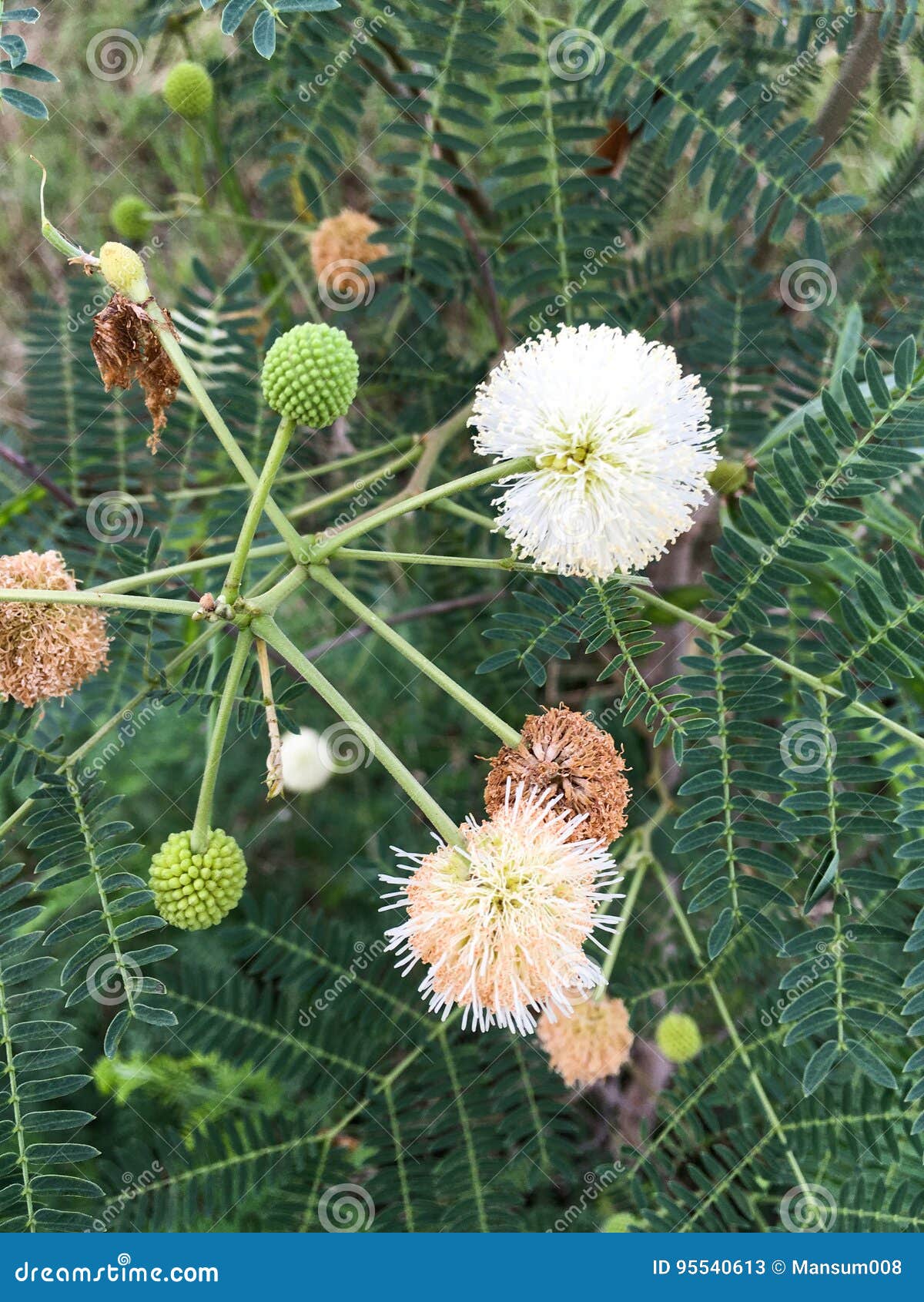 Leucaena Leucocephala Plant Stock Image - Image of herb, natural: 95540613