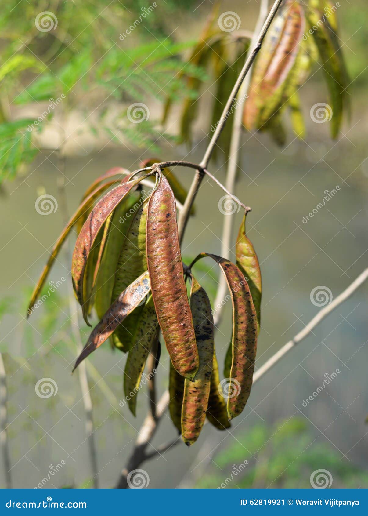 Leucaena leucocephala stock image. Image of tree, leucaena - 62819921