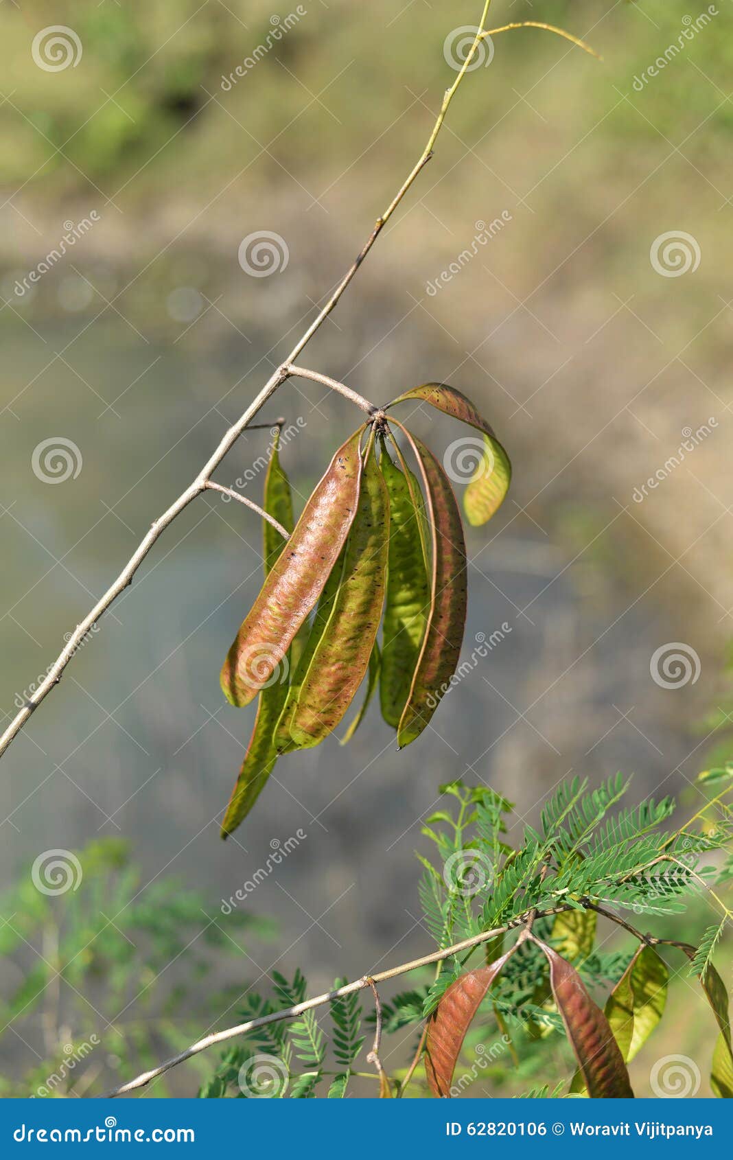 Leucaena leucocephala stock photo. Image of seed, organic - 62820106