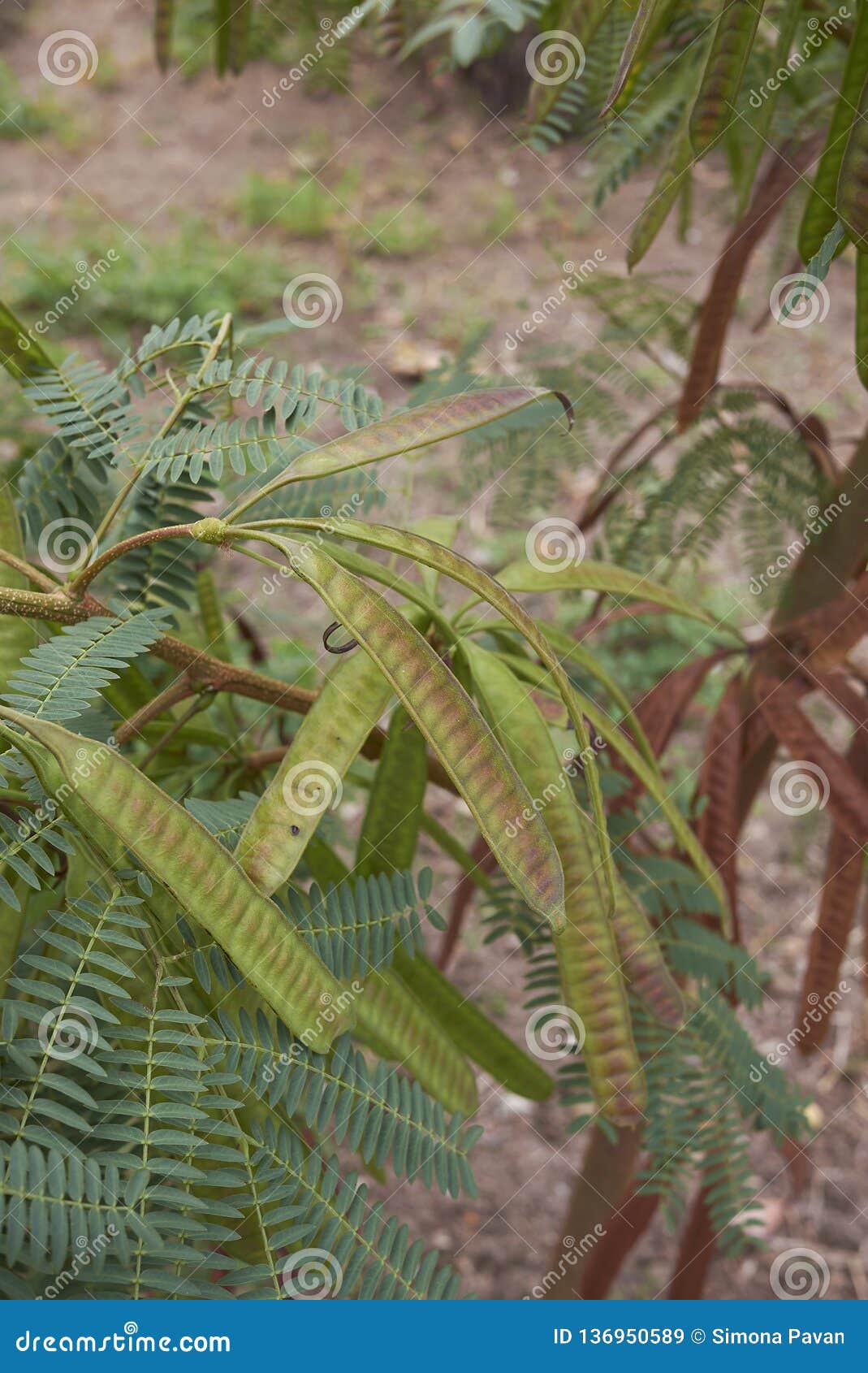 Leucaena leucocephala tree stock image. Image of outdoor - 136950589