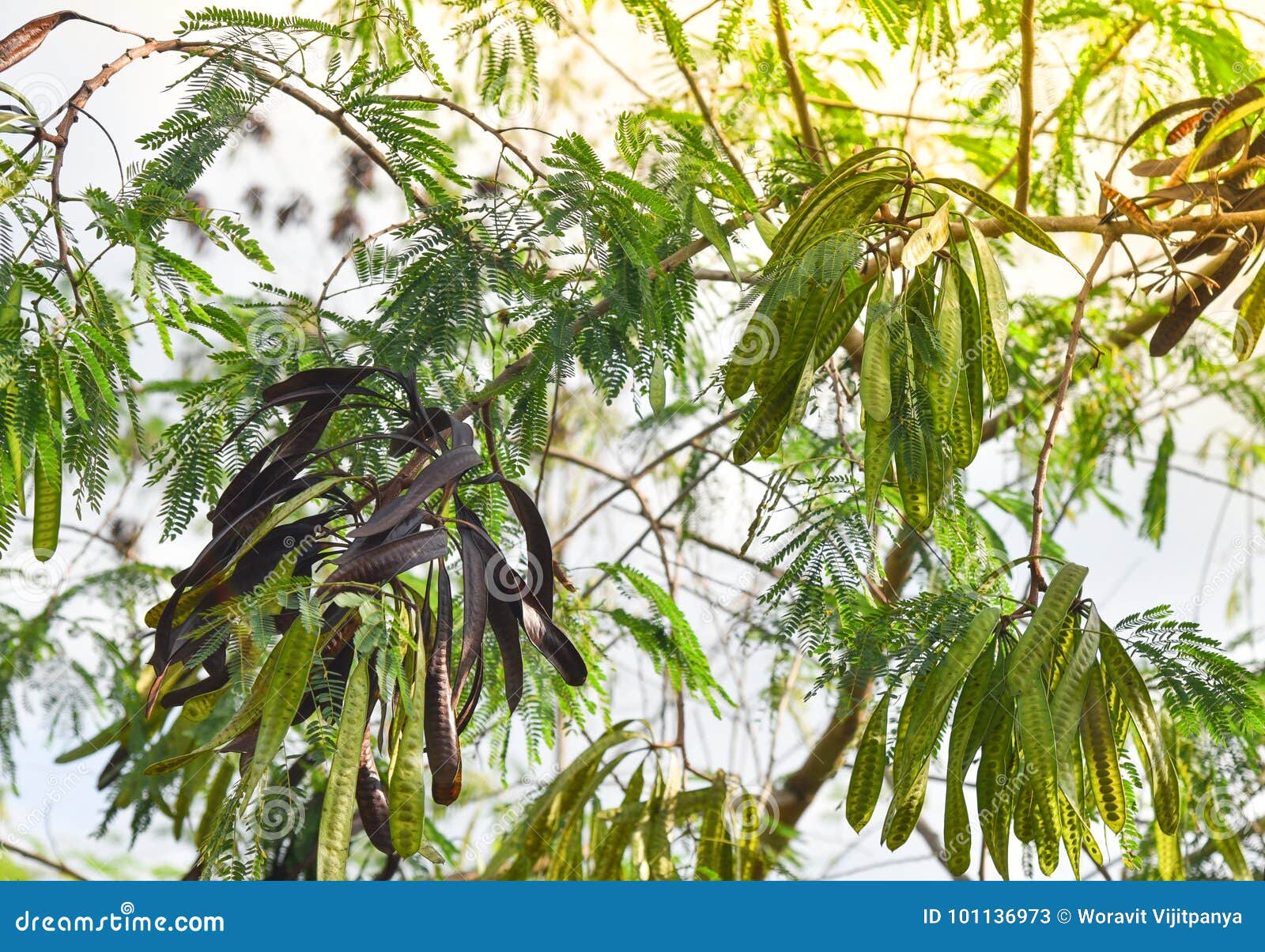 Leucaena leucocephala stock image. Image of popinac - 101136973