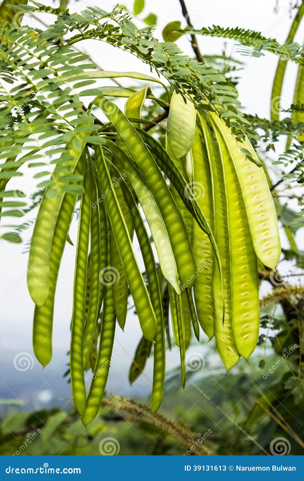 Leucaena leucocephala stock image. Image of leucaena - 39131613