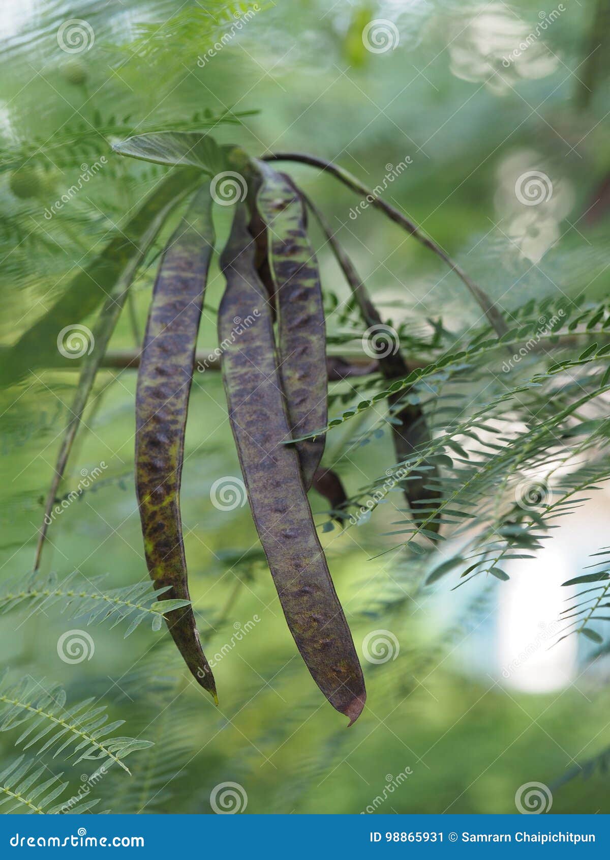 Leucaena leucocepphala stock image. Image of bean, garden - 98865931