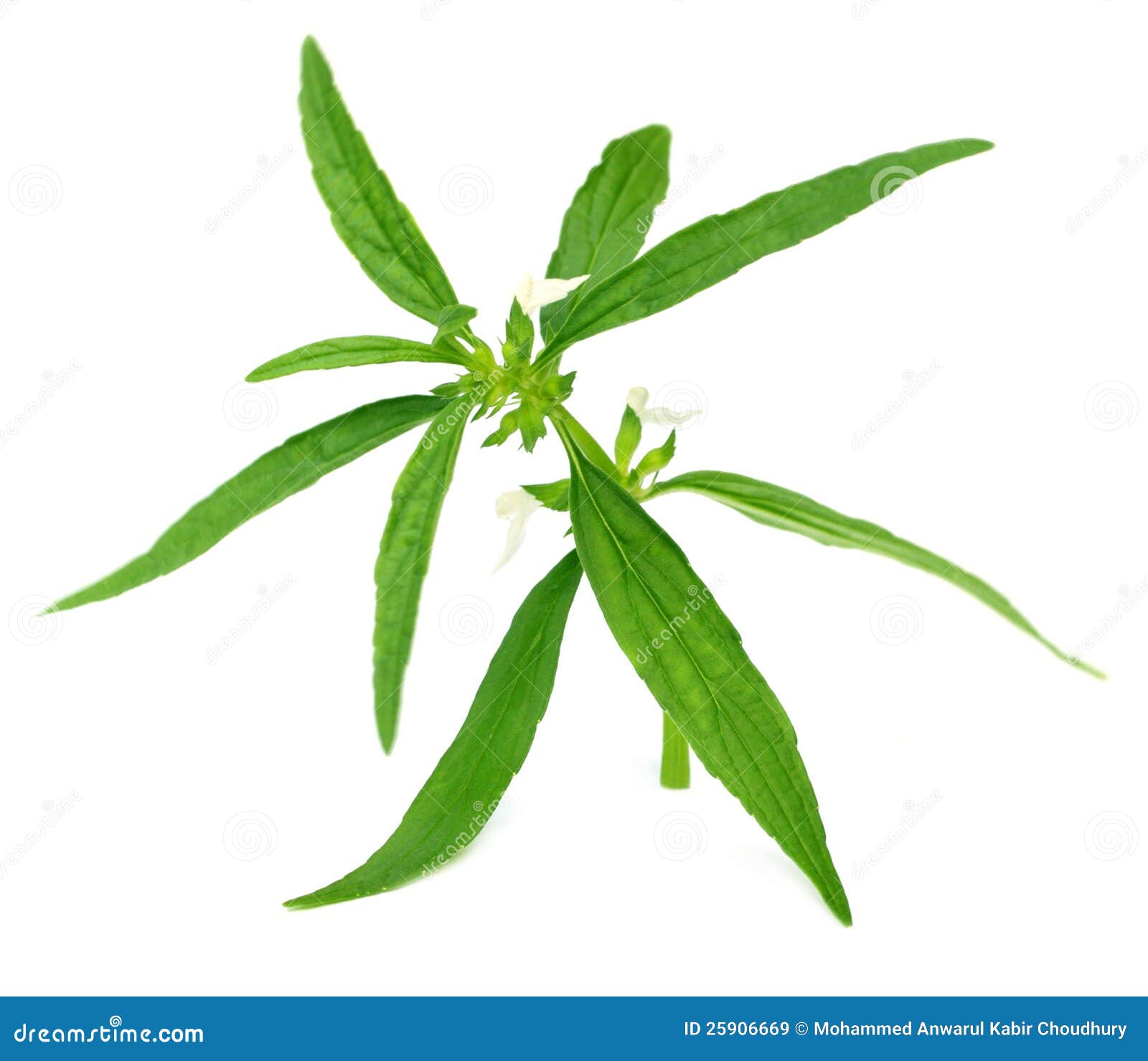 Leucas Aspera Plant Mostly Known As Thumbai Or Thumba, Its Various Uses ...