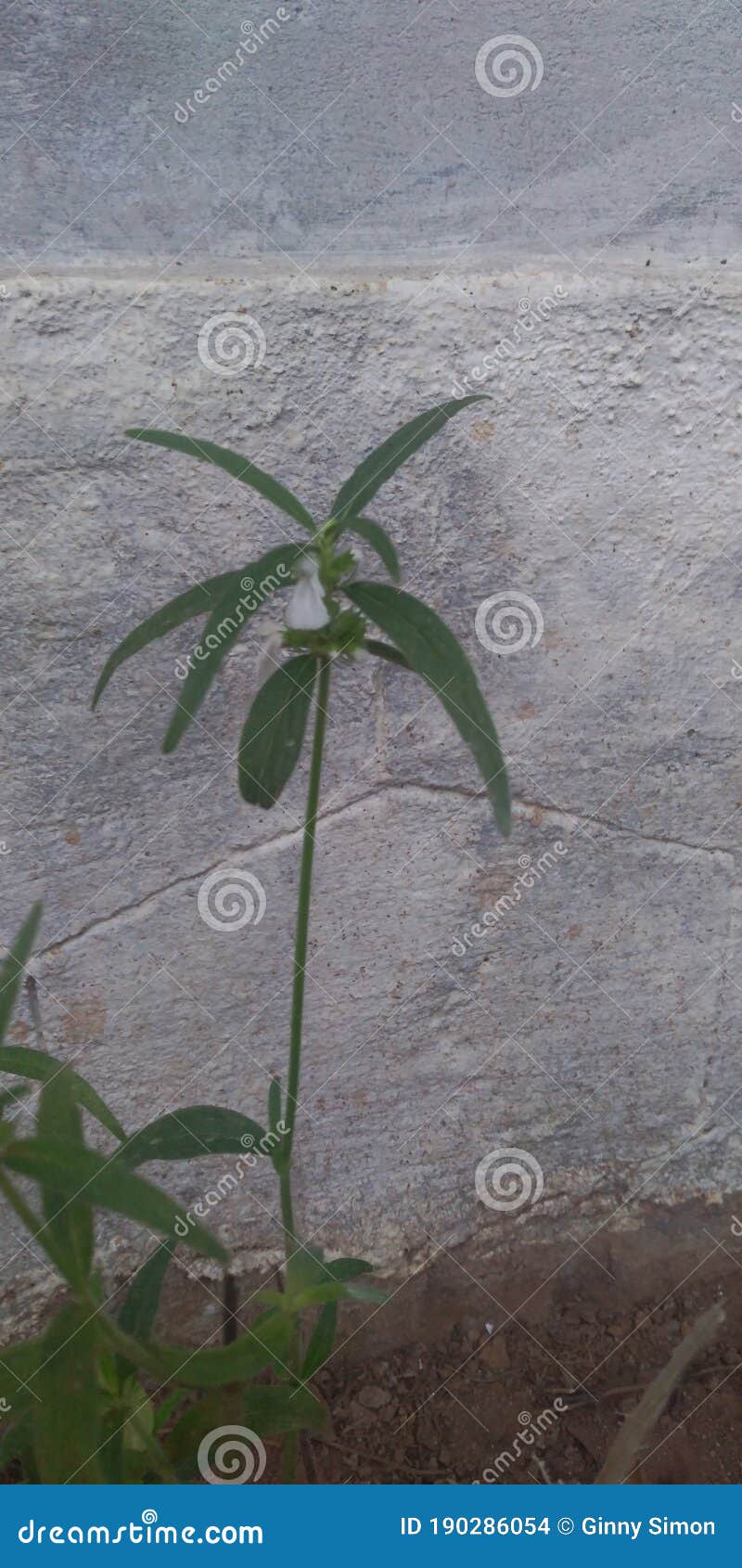 Leucas Aspera Plant Mostly Known As Thumbai Or Thumba, Its Various Uses ...