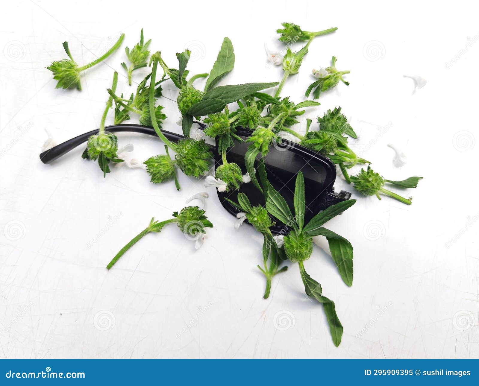 Leucas Aspera Plant Mostly Known As Thumbai Or Thumba, Its Various Uses ...